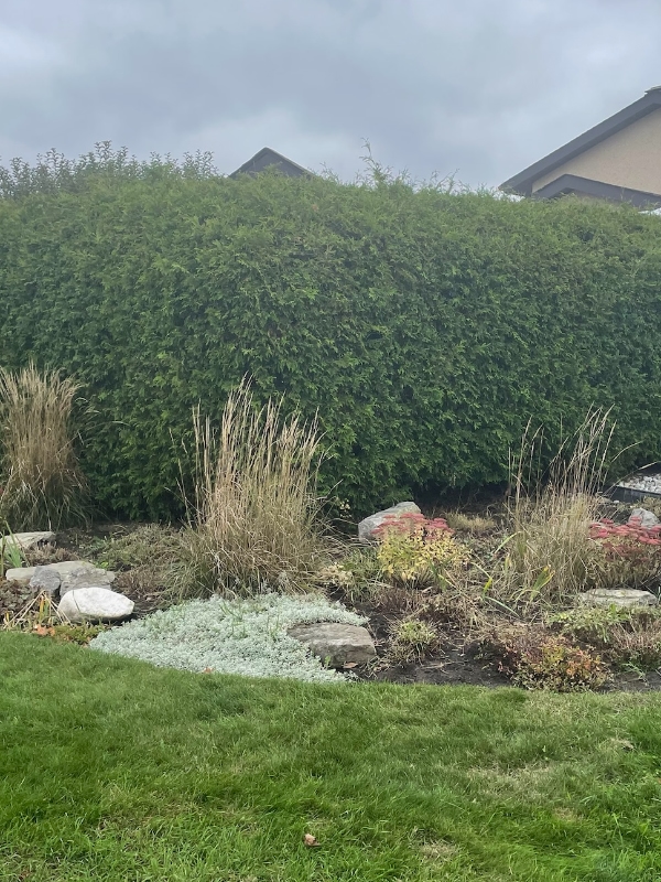 Ottawa Hedge and Tree | Tree Trimming and Tree Removal, Hedge Trimming ...